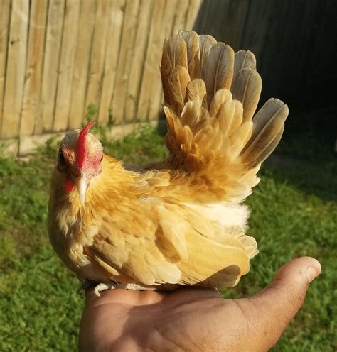Kikiriki Chickens: Origin, Behavior, and Breed Information
