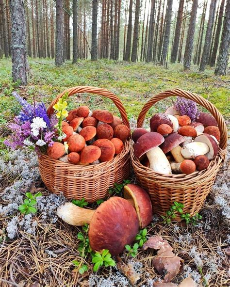 Грибы и ягоды картинки (Большое количество фото) - artshots.ru