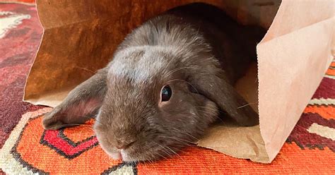 Brown Pet Rabbit