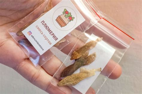 Плюмерия из семян в домашних условиях