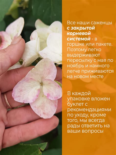 Гортензия Мега Минди в магазине Elya Garden - Саженец
