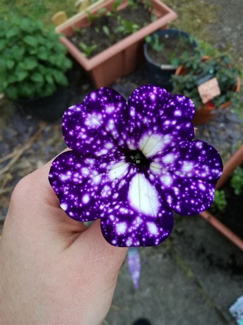 🔥 The night sky Petunia : r/NatureIsFuckingLit