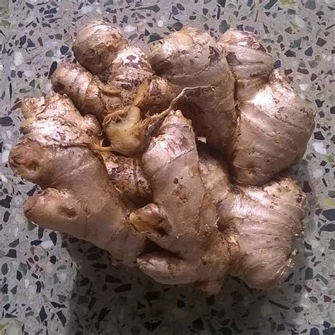 Old Ginger at Best Price in Erode | Rayar Traders