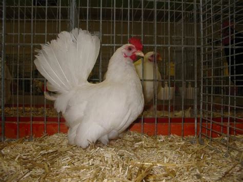 Bestand:Chabo Wit hen.jpg - Kippen Encyclopedie