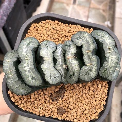 Хавортия усеченная (Haworthia truncata) - выращивание, уход, полив ...