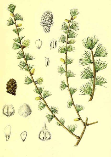 Лиственница сибирская рисунок (48 фото)