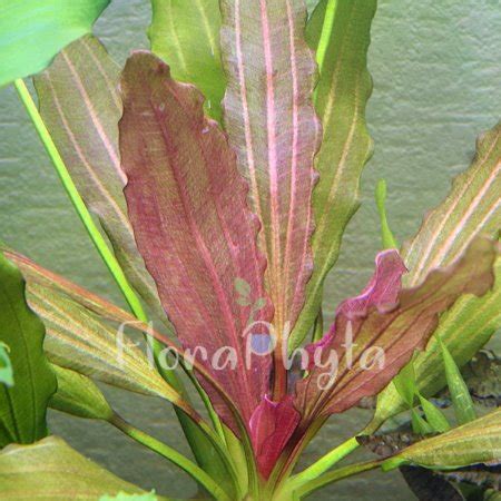 Buy Echinodorus x gabrielii - FloraPhyta Aquatic Plants