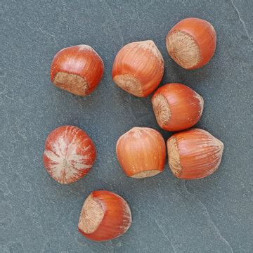 Noisette 이미지 – 찾아보기 5,097 스톡 사진, 벡터 및 비디오 | Adobe Stock