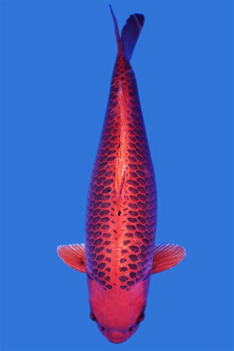 AKA Matsuba- SOLD - Grand Koi, LLC