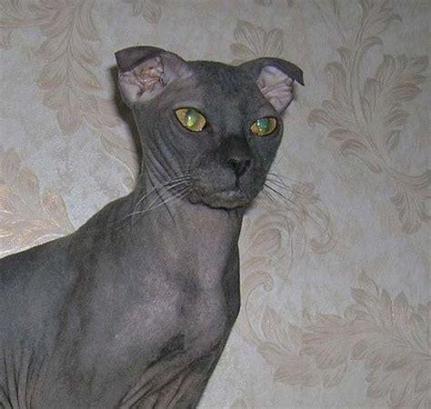 Ukrainian Levkoy Cat | Cat Breed