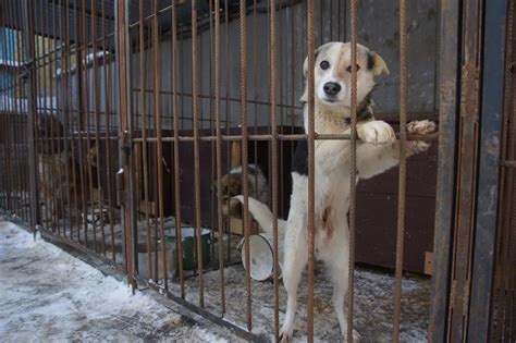 Построить приют для животных пострадавших от живодеров!!!