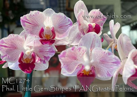 Phal. Little Gem Stripes 'FANGtastic Peloric' / Orchids.com
