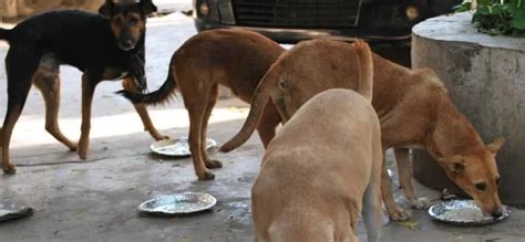Beggar Feeds Stray Dogs From His Own Plate