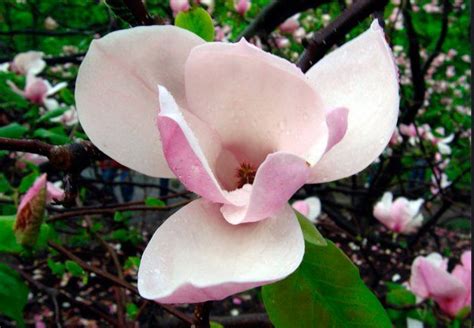 Magnolia Flower Perfume