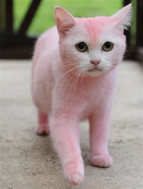 cAt FucKinG dYed : r/PeopleFuckingDying