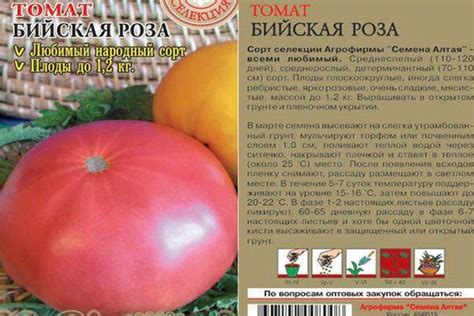 Томат Бийская роза: характеристика и описание сорта с фото