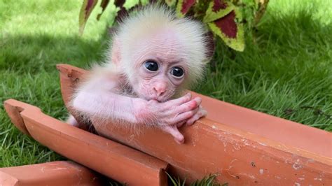 Baby monkey Annie is playing in the backyard! - YouTube