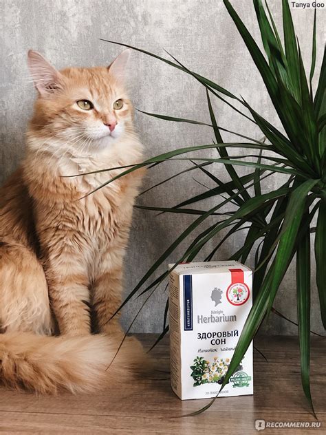 Чайный напиток Konigin Herbarium "Здоровый сон" - «"Бессоница - болезнь ...