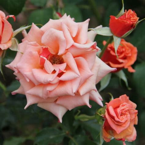 Ann Henderson | Roses' Name