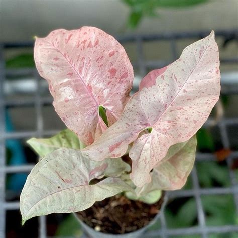 Understanding Syngonium Pink Spot: A Comprehensive Guide
