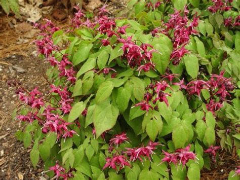 Горянка крупноцветковая 'Red Beauty' (Epimedium grandiflorum 'Red ...