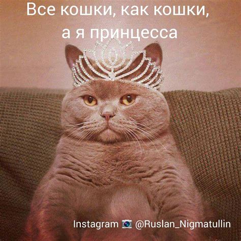 Кошки с короной на голове - картинки и фото koshka.top