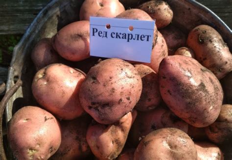 Скарлетт картофель. Описание сорта, фото, отзывы
