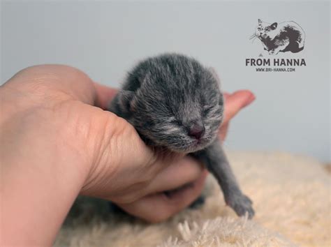 Камышовый кот - хаус: где обитает болотная рысь, описание породы, фото ...