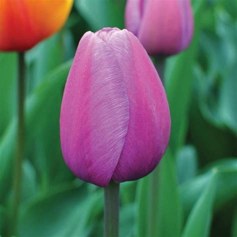 Tulip 'Purple Lord'