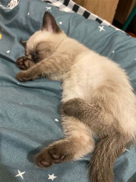 Таптульки 🐾