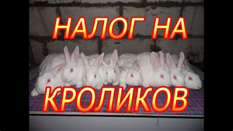 ЛПХ или КФХ? - YouTube