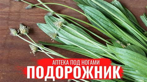 ПОДОРОЖНИК \ Правила сбора \ Нюансы заготовки \ Полезные лечебные ...