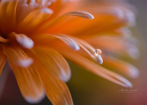 Wonder of Nature on Behance