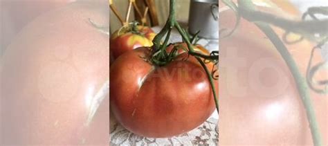 Помидоры Бычье сердце с куста, капуста,кабачки купить в Домодедово ...