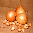 Лук севок купить l Русские Семена - интернет-магазин.