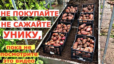 Картофель УНИКА - СВЕРХУРОЖАЙНЫЙ сорт с двухметровой ботвой - YouTube