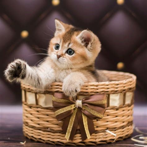Pin op Коты, Кошки, Котята!