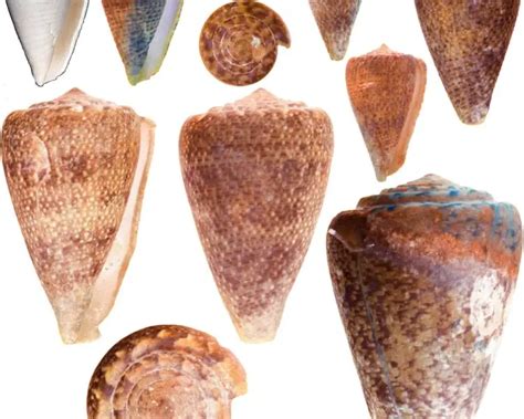 Conus kaesleri - факти, дієта, ареал і фотографії на Animalia.bio