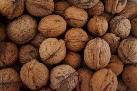 Bulgaria: Significant Increase of Walnuts Orchards in the last 10 Years ...