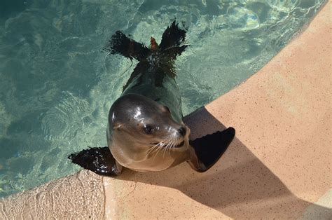 Seal Zoo Sea World - Free photo on Pixabay