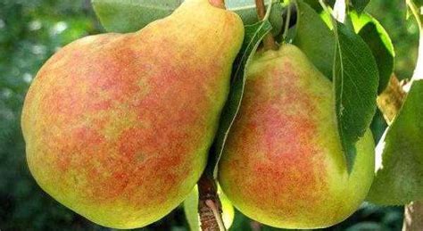Груша Осенняя сладкая. Описание сорта, фото, отзывы