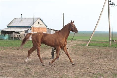 Золото донских степей. | Prokoni.ru | Pony breeds, Horses, Horse breeds