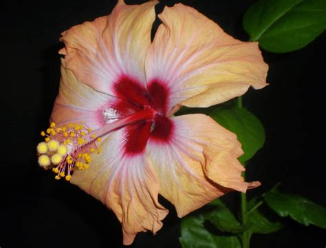 Гибискус дома: Hibiscus rosa-sinensis Bangkok