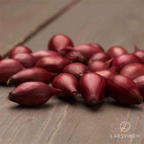 Sättlök 'Red Baron' | Larsviken