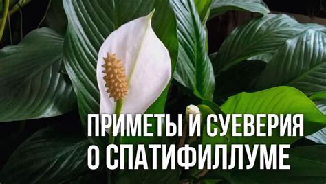 Приметы и суеверия о спатифиллуме или женском счастье в доме