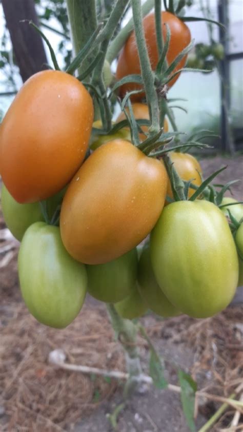 Томат Бронза: описание и характеристика, ОТЗЫВЫ, фото | tomatland.ru
