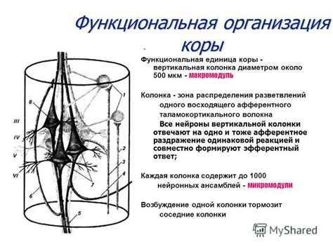 Презентация на тему: "Физиология коры головного мозга Функциональная ...