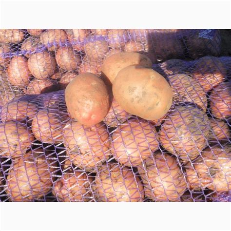 Продам картошку картофель картоплю ОПТ, Киев — Agro-Ukraine