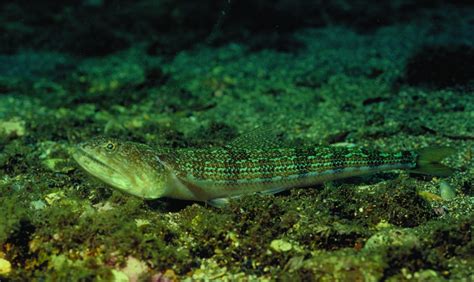 LAGARTO