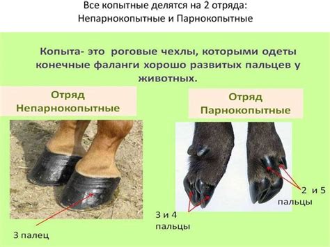 Сколько копыт у свиньи? Свинья - это парнокопытное или непарнокопытное?